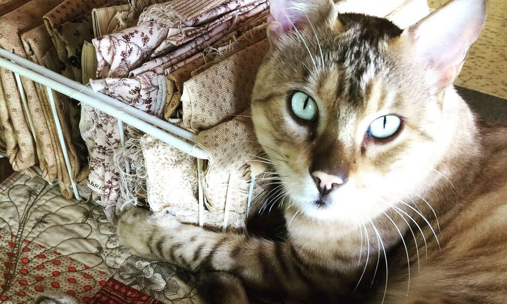 Sorting fabrics with Benny the Bengal . | Sharon Keightley Quilts